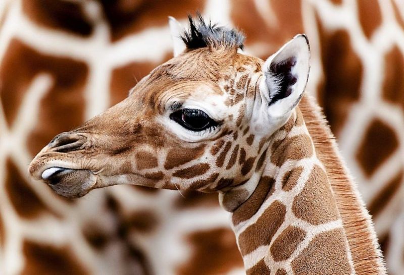 Kleine giraffe drinkt bij zijn moeder (fotoserie) :: Kits